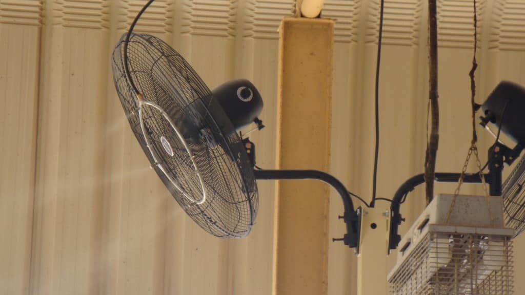 Animal cooling, Equine, Dairy and cattle cooling - HydroCool Dubai